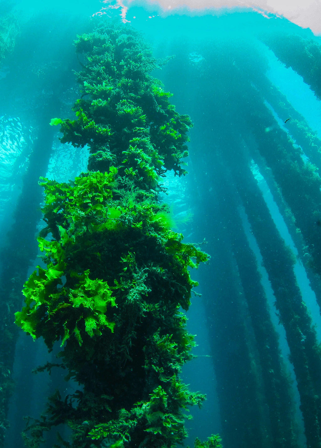 PANGAIA LAB - Rewild Soap Bar - PANGAIA